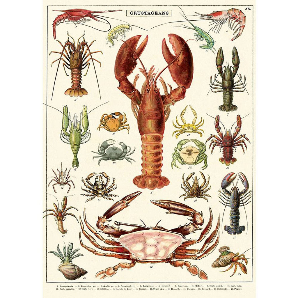Póster decorativo en papel italiano Crustaceans – Art Et Papier